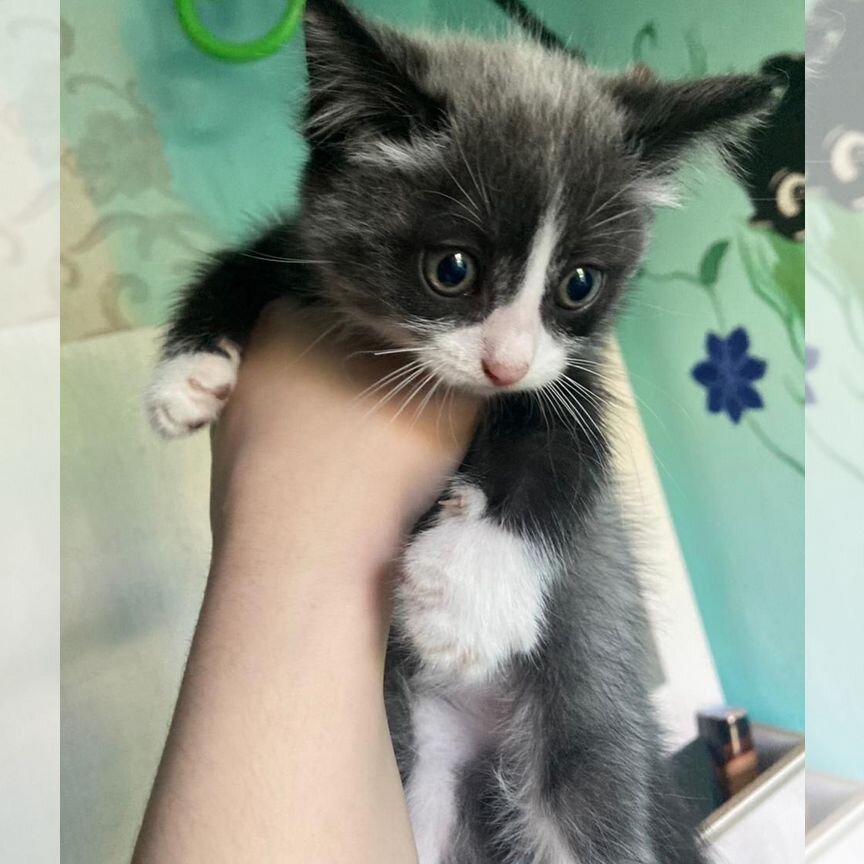 Котята в добрые руки бесплатно