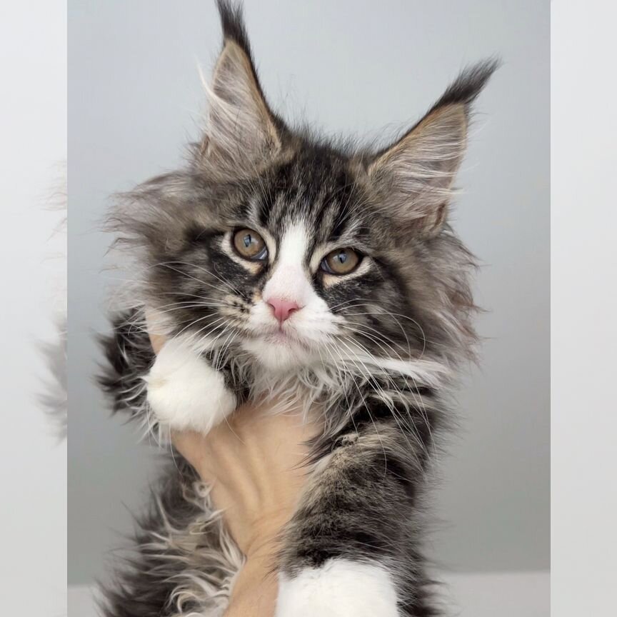 Мейн-кун котёнок