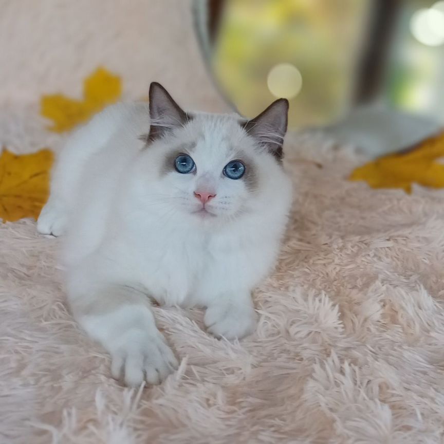 Котёнок порода Рэгдолл