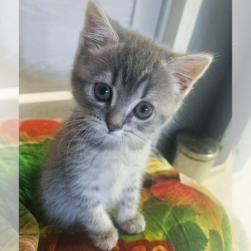 Котенок британской кошки в добрые руки