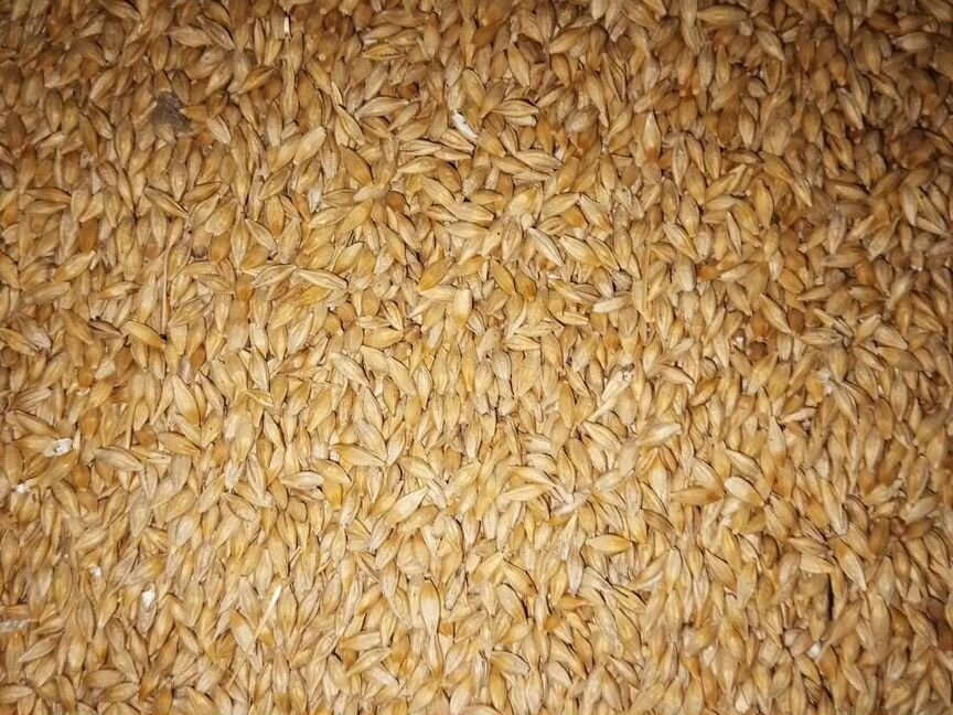 Ячмень50т пшеница200т