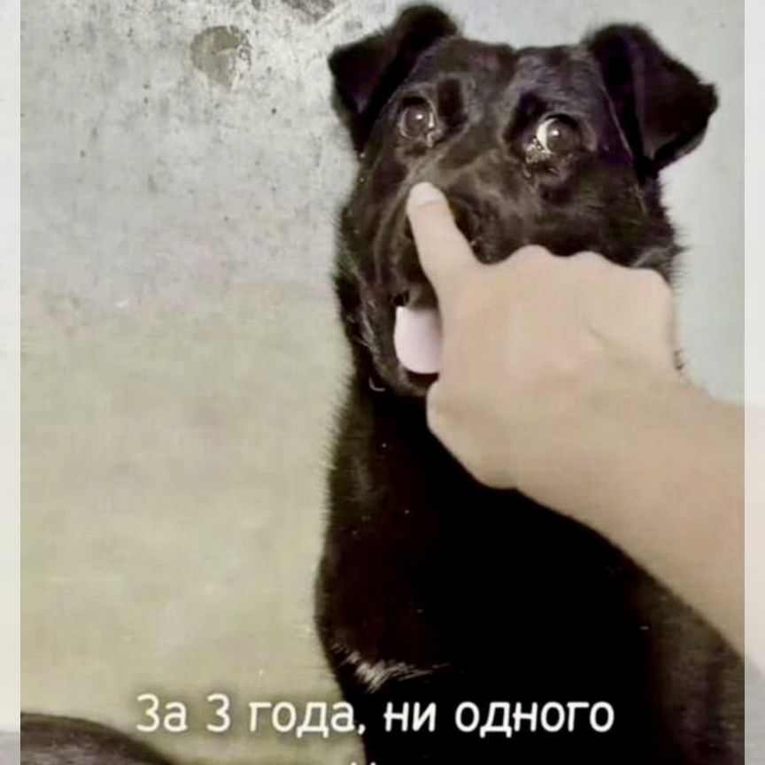 Взрослая собака в добрые руки