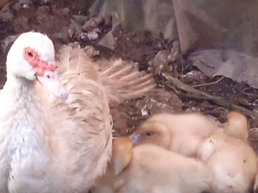 Индоутята и утята