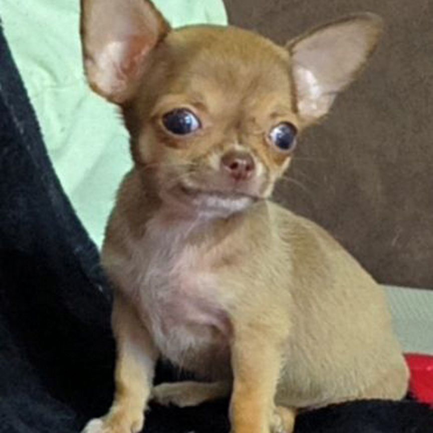 Красивая,породная девочка чи. Мини