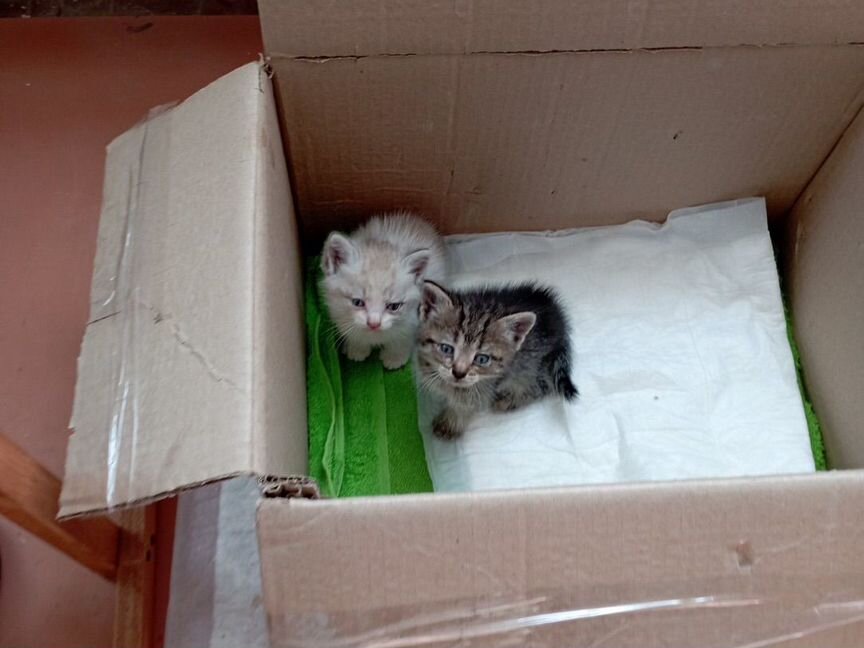 Котята бесплатно