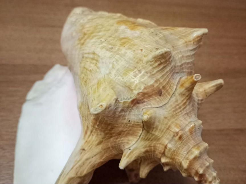 Ракушка морская натуральная