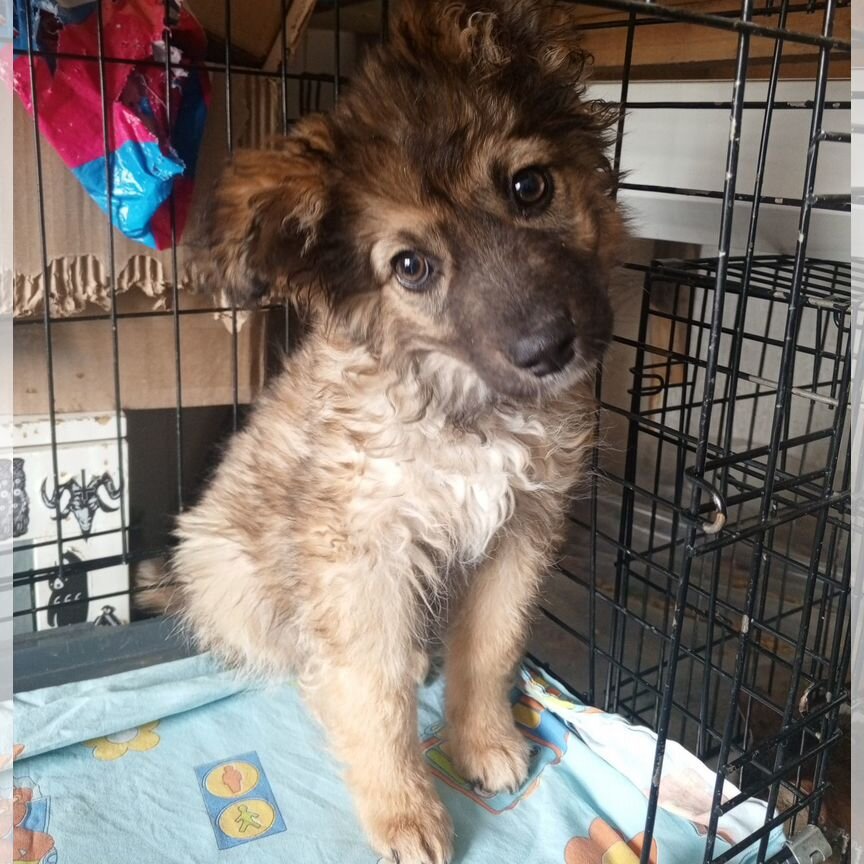 Щенок в добрые руки