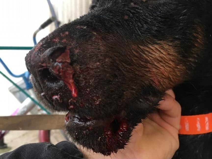 Ягдтерьер рабочий