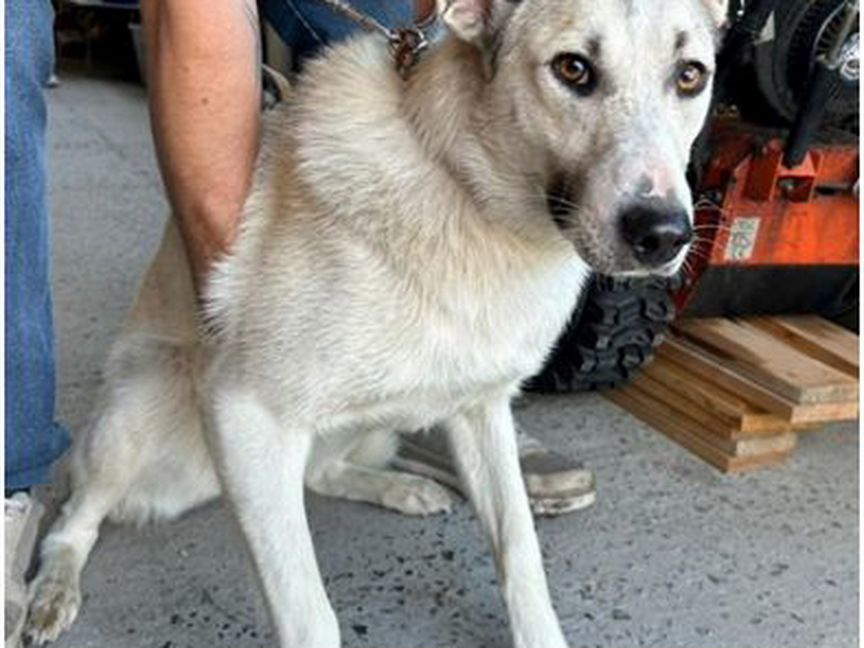 Собаки желают обрести семью) Даром