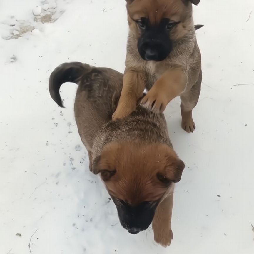 Немецкая овчарка, щенок