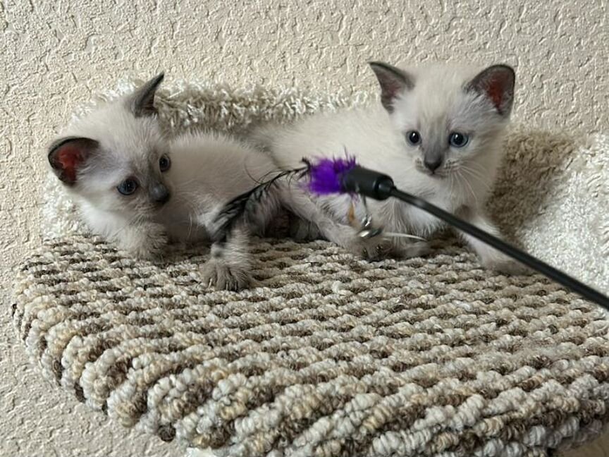Тайские котята