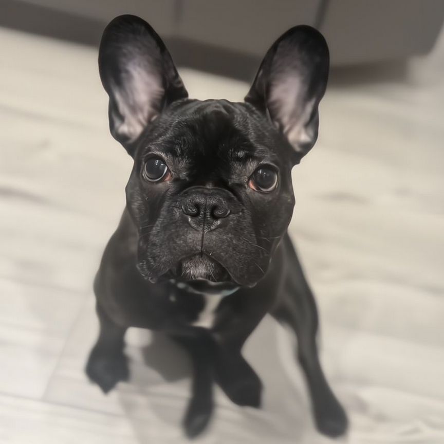 Французский бульдог, щенок