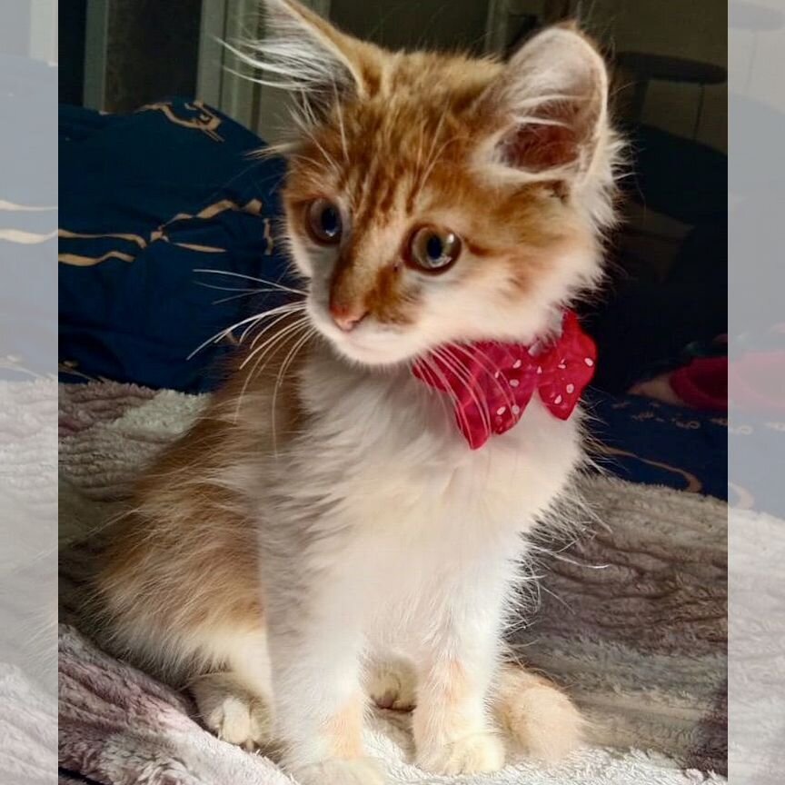 Котенок в добрые руки