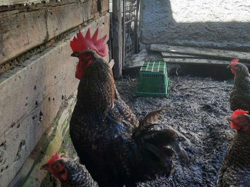 Петух чешский крапчатый доминант