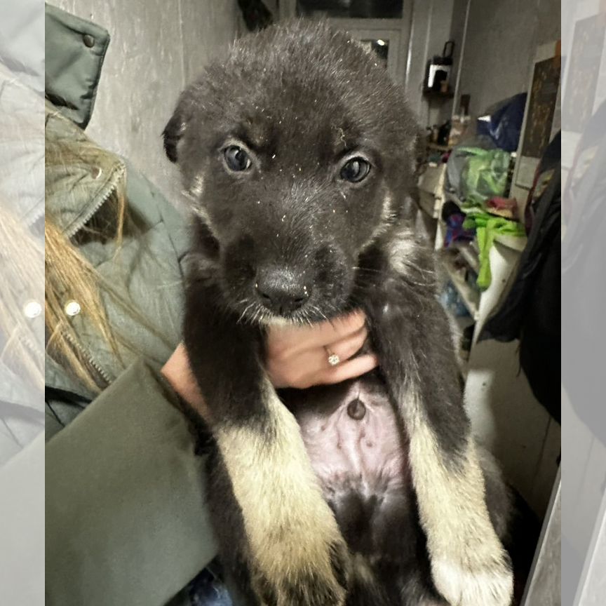 Лайка, щенок