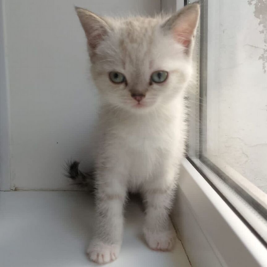 Продам котят шотландских