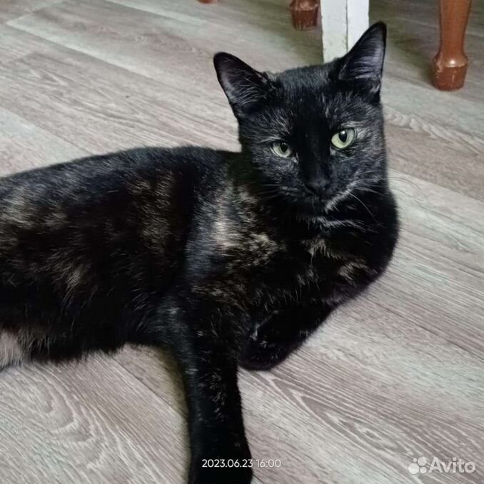 Кошка Маруся отдам в лучшие руки