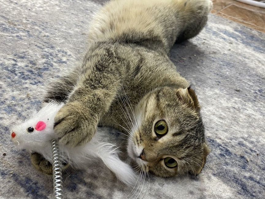 Вислоухая полосатая кошечка Елка в добрые руки