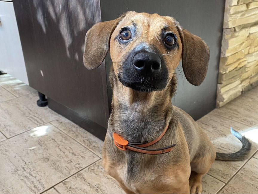 Смесь таксы и джек-рассел