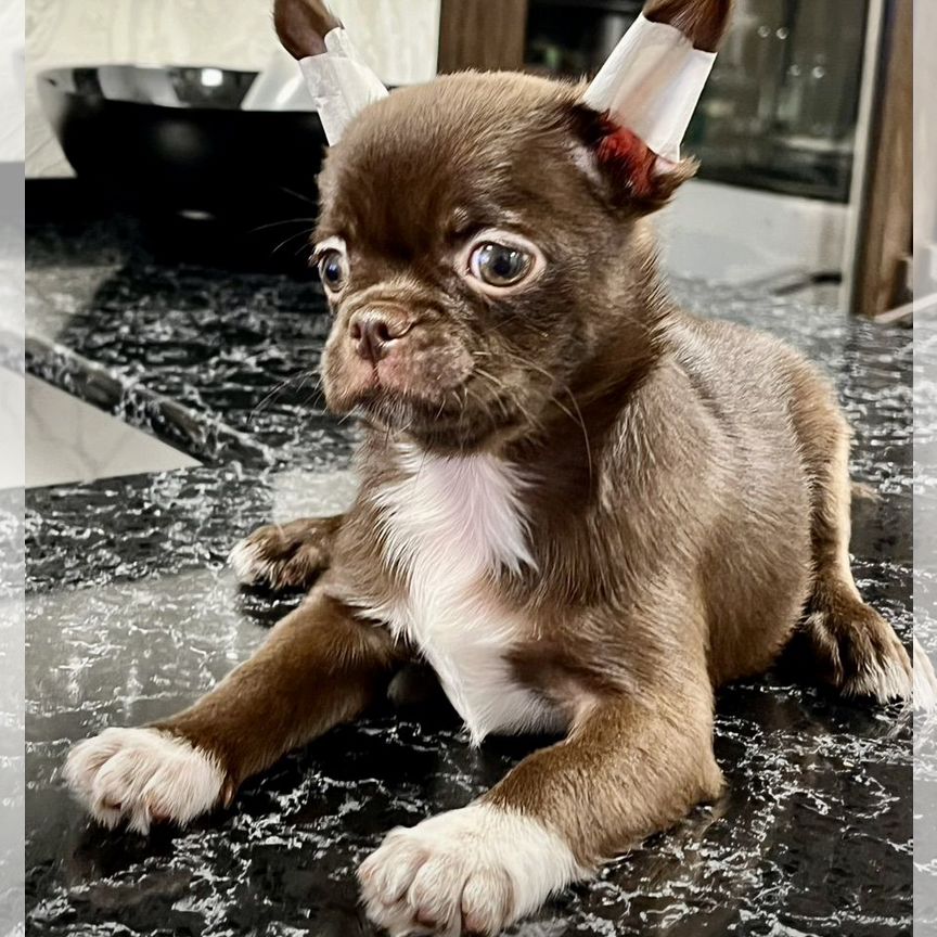 Чихуахуа, щенок