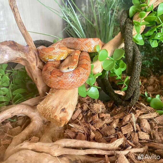 Змея маисовый полоз