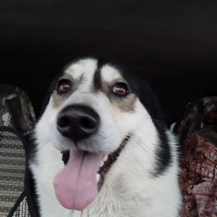 Вязка Мальчик Лайка Охотник