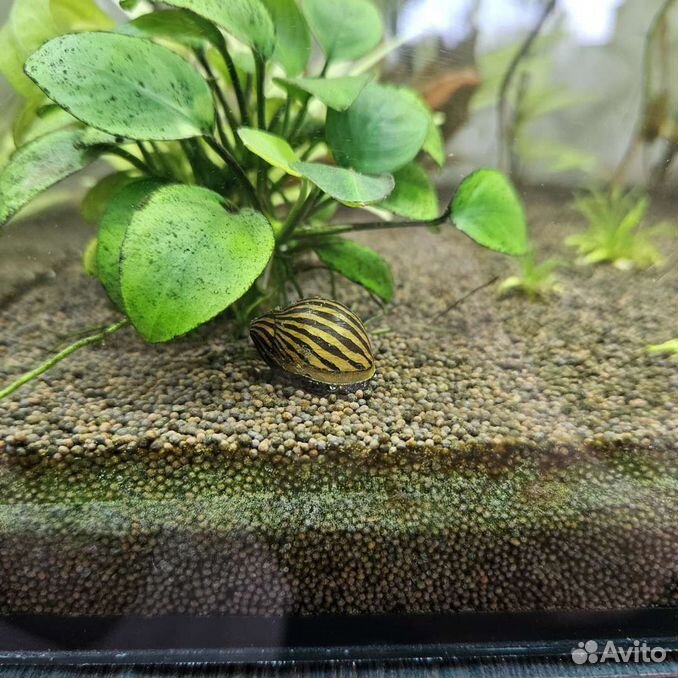 Улитка неретина зебра