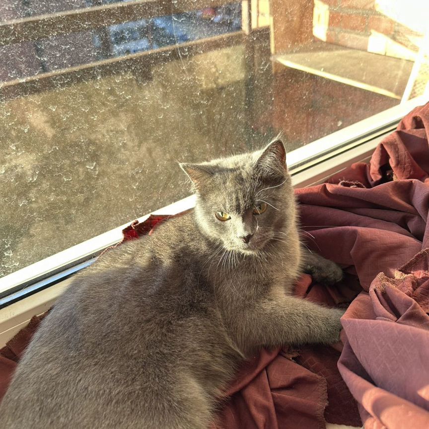 Кот