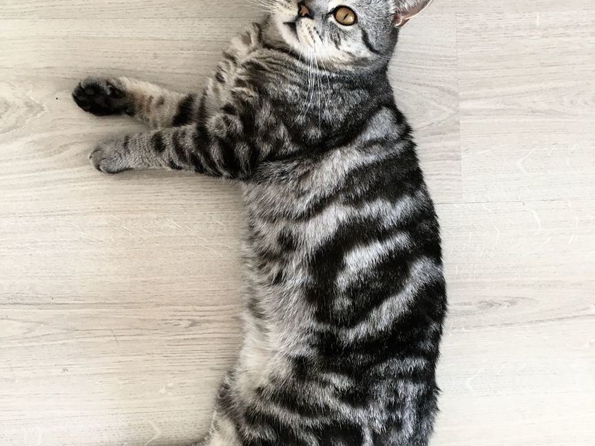 Пристрою кота в хорошие руки