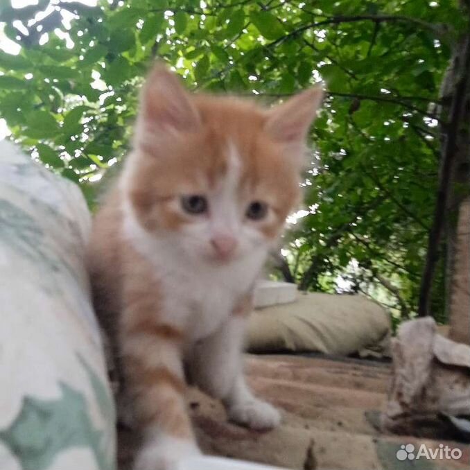 Котенок бело-рыжий, яркий