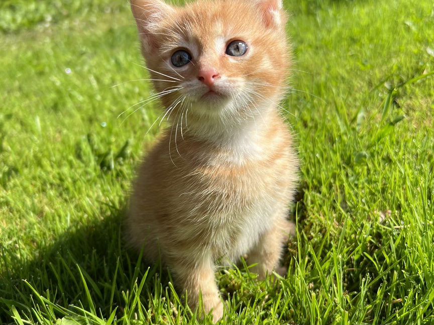 Котик Ватсон ищет дом