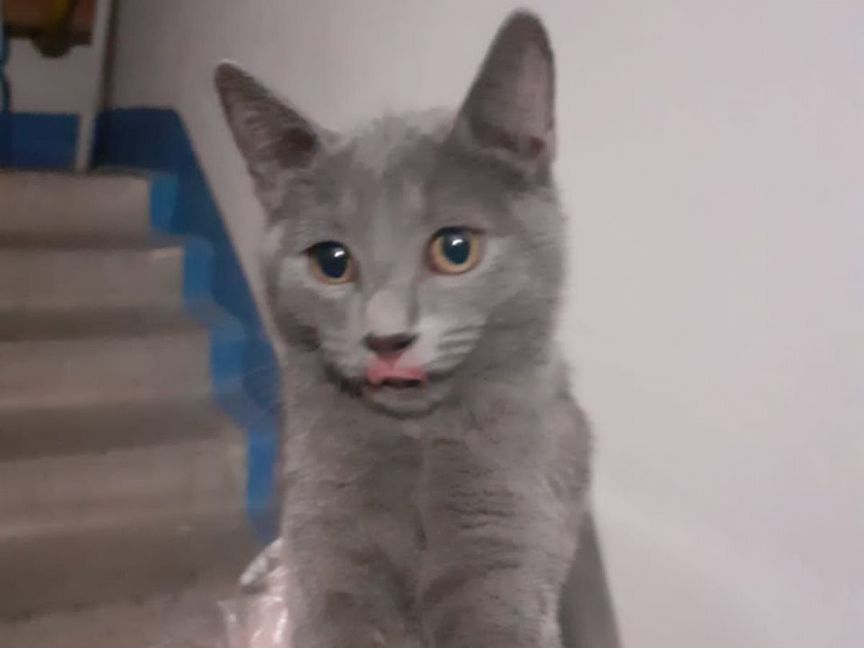 Котенок ищет дом, передержку