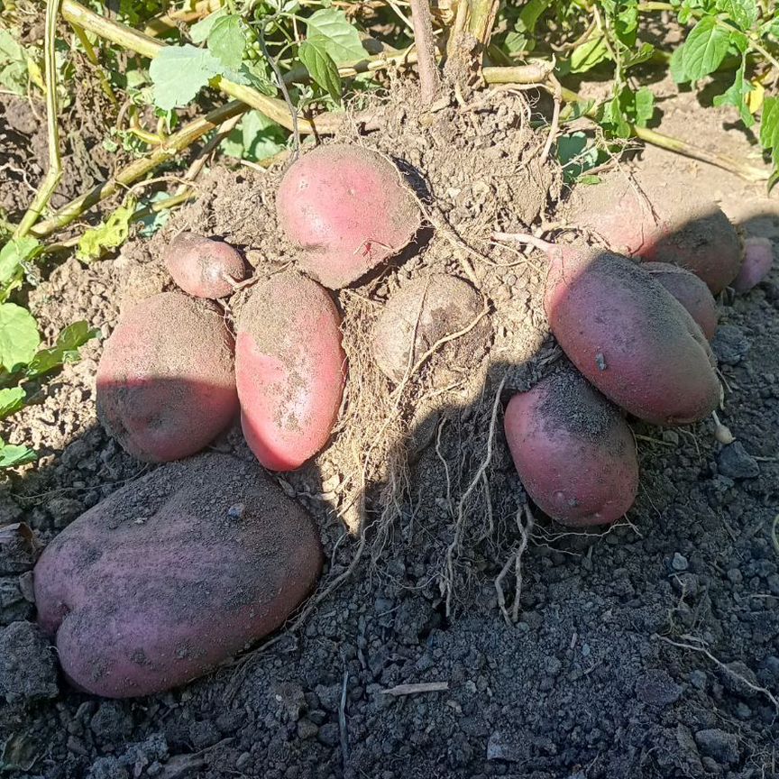 Продам картофель на корм скоту