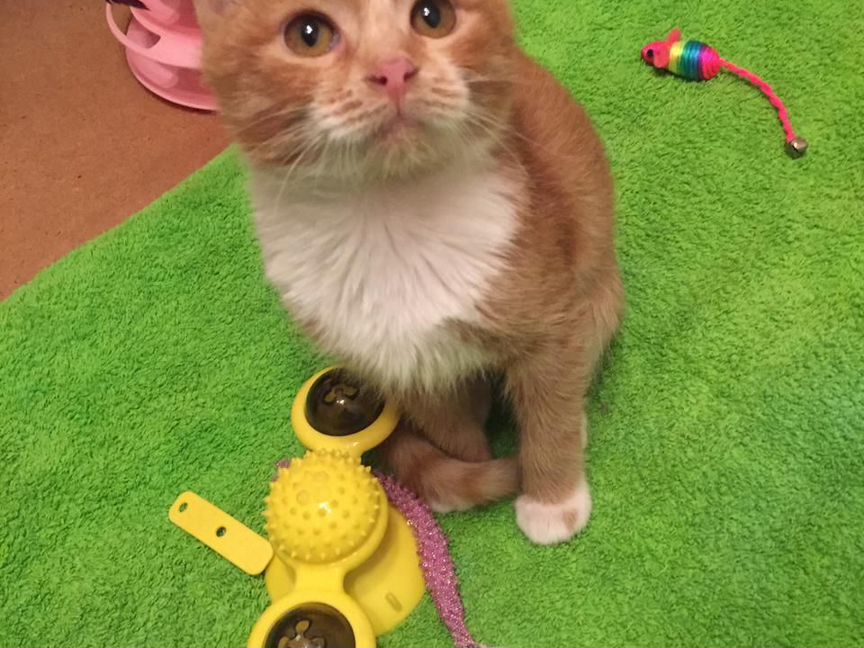 Кошка