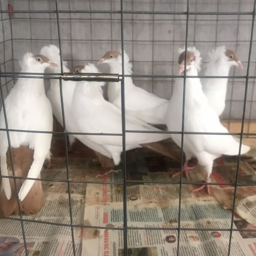 Голуби московские монахи