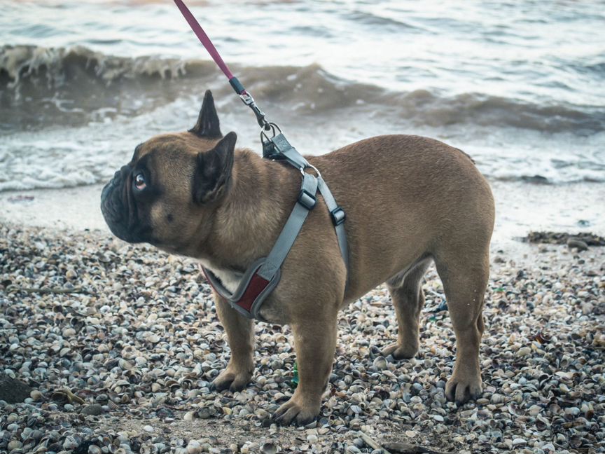 Вязка/продажа