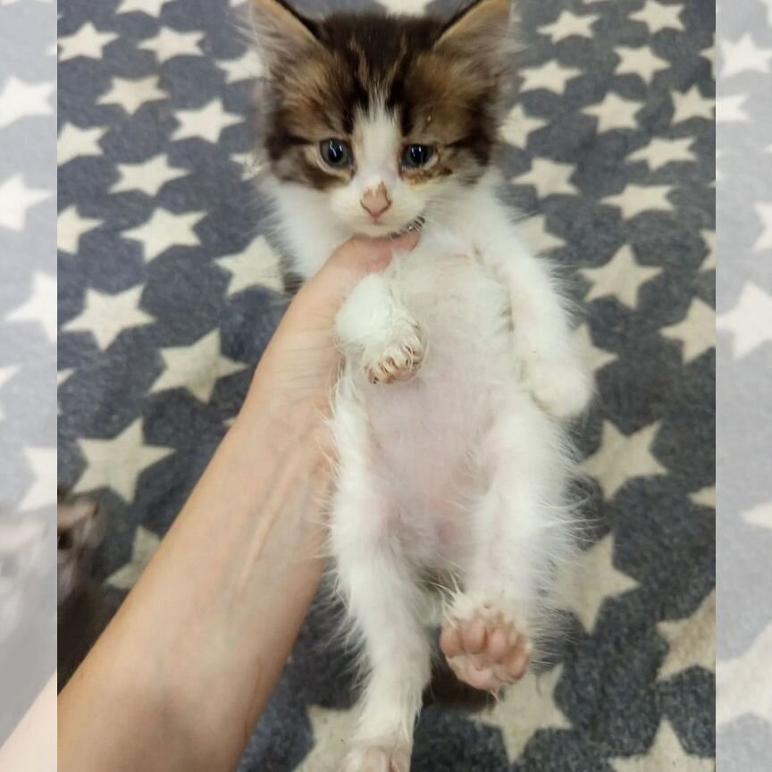 Котёнок в добрые руки