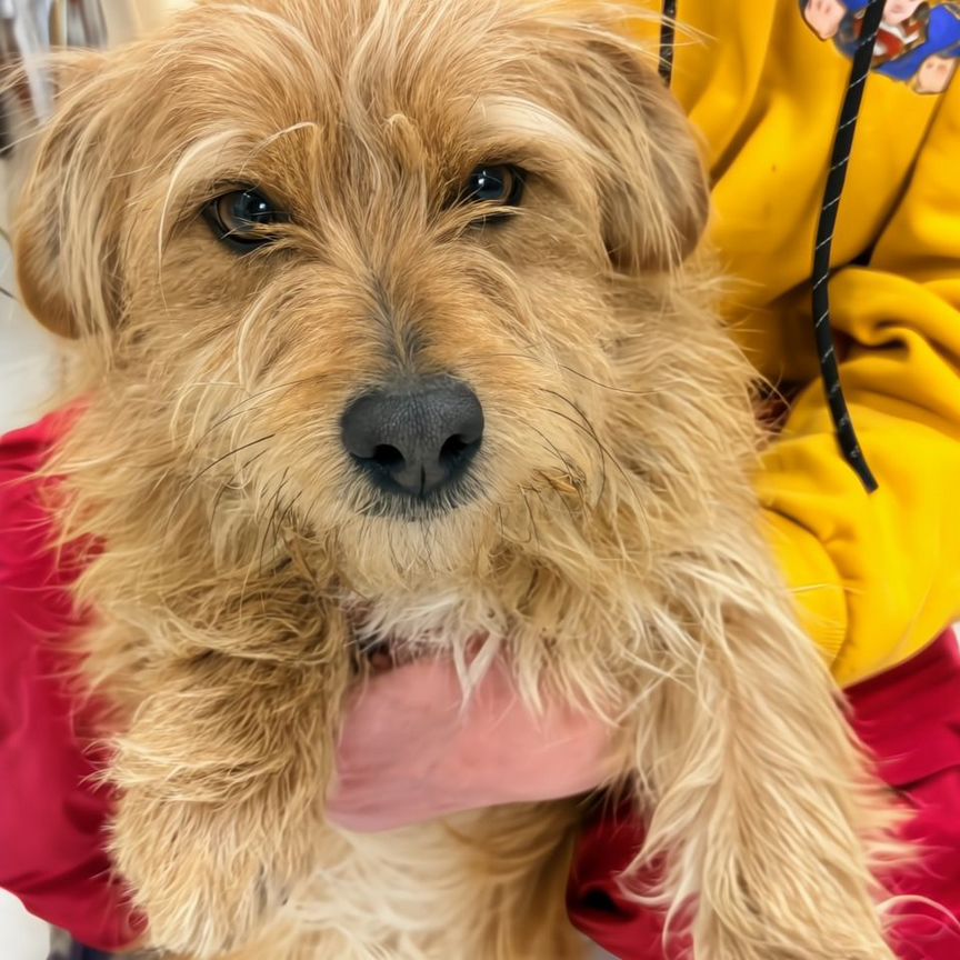 Взрослый пёс в добрые руки