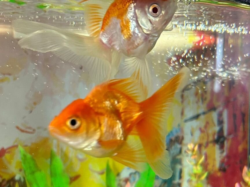 Аквариумные рыбки золотые