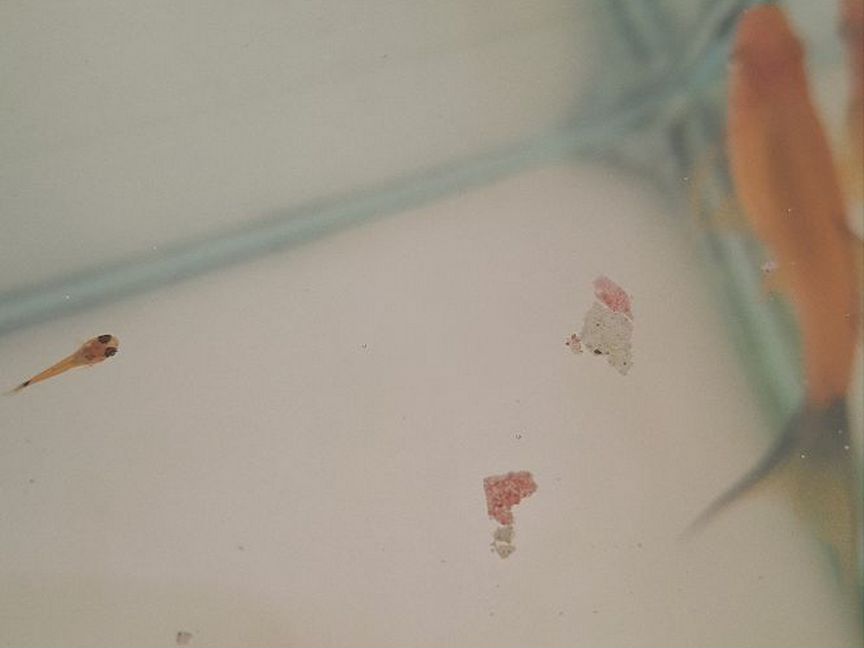 Продажа аквариумных рыбок