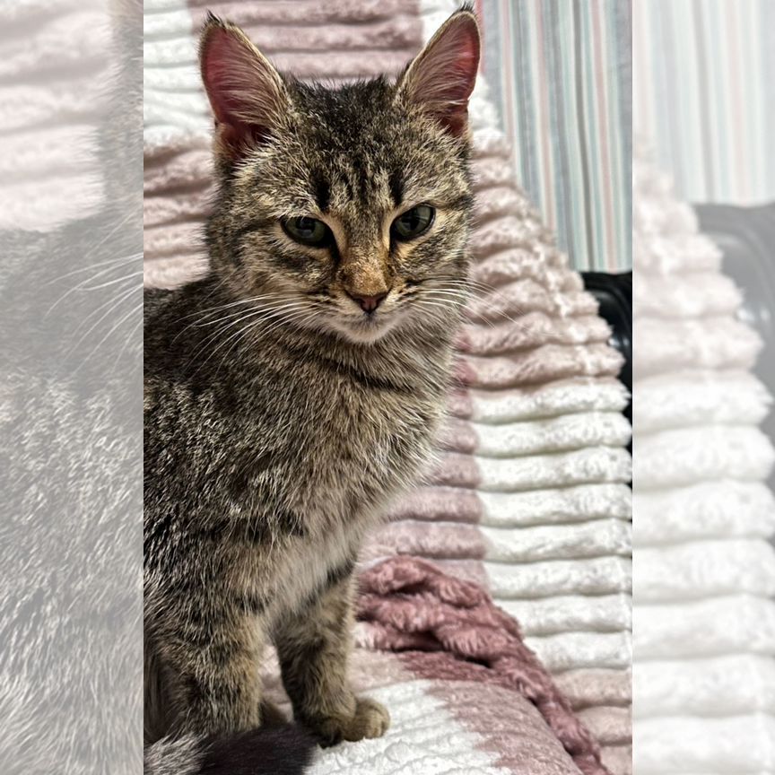 Кошечка в добрые руки, -2 мес