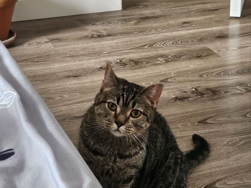Кот