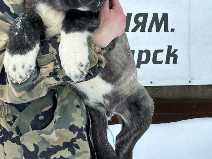 Щенки кавказского волкодава