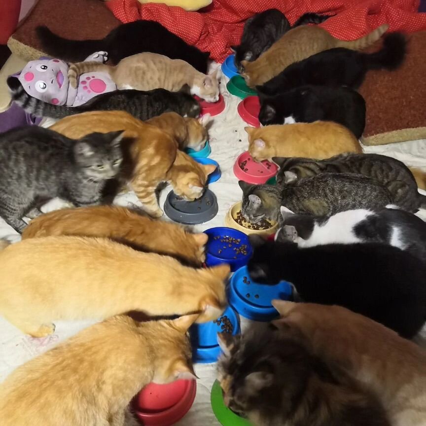 Помощь котикам из приюта