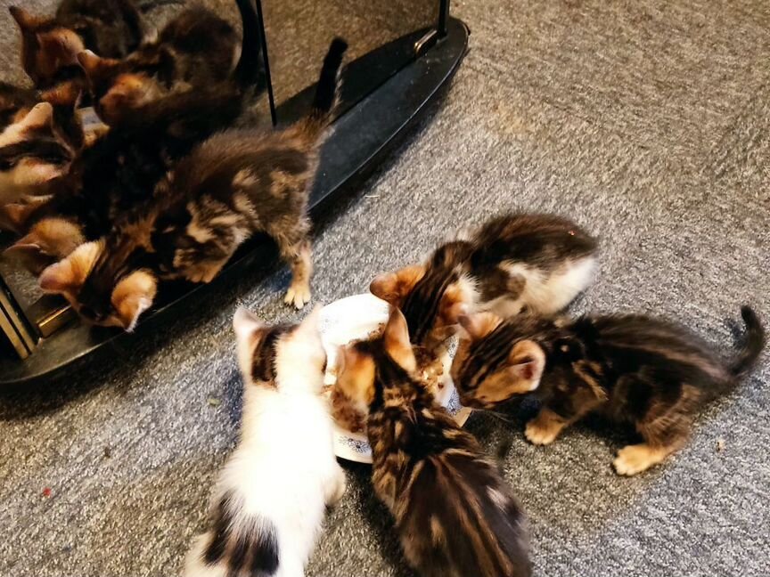 Котята митисы - бенгала 1 мес,1 нед