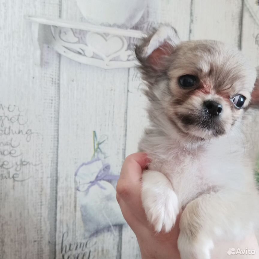 Щенки чихуахуа длинношерстные