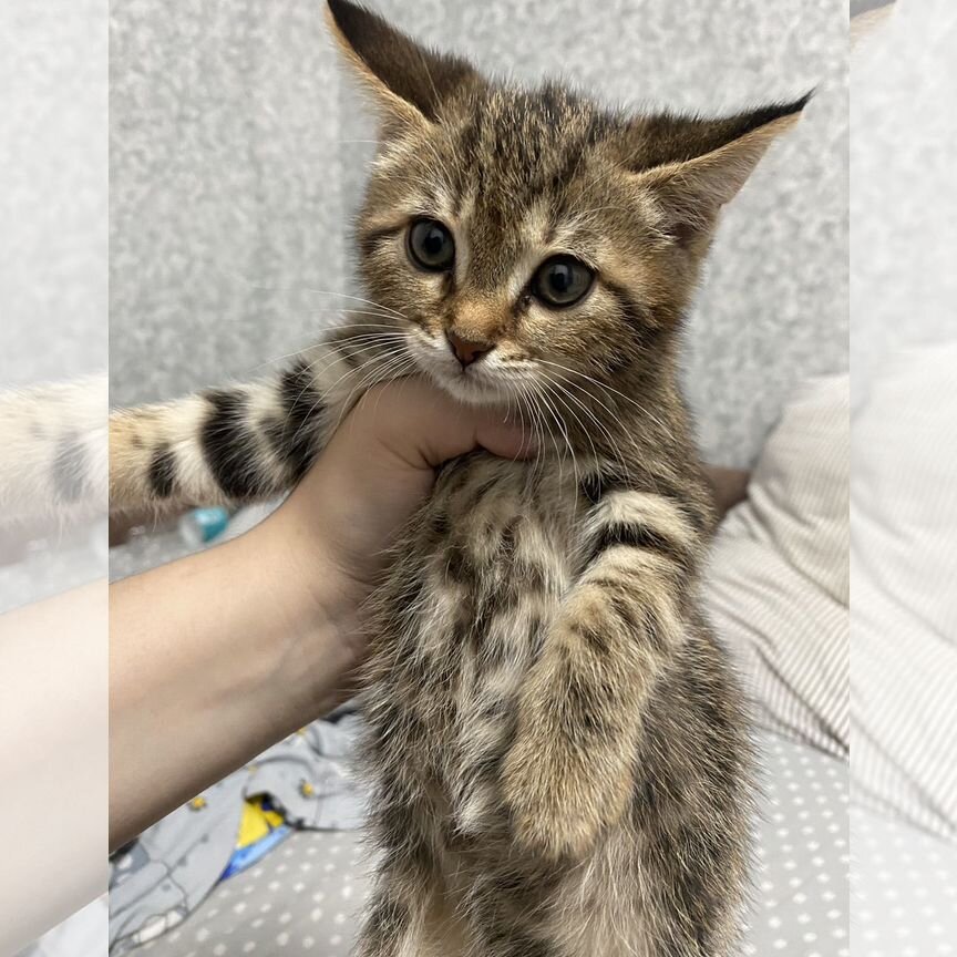 Котенок девочка