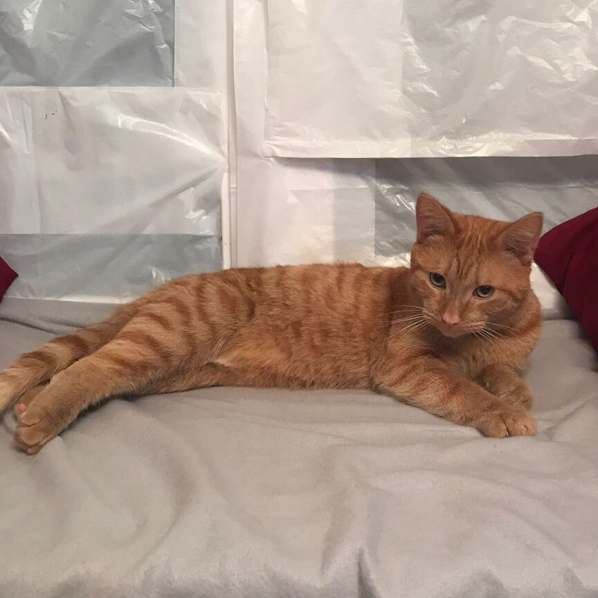 Взрослый кот в добрые руки