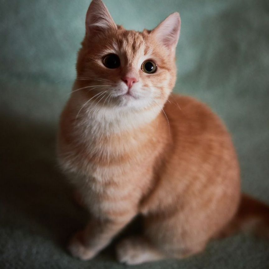 Софушка, 5 мес