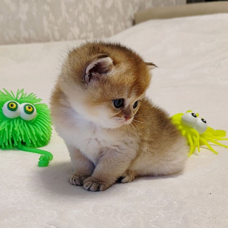 Британские котята золотая шиншилла